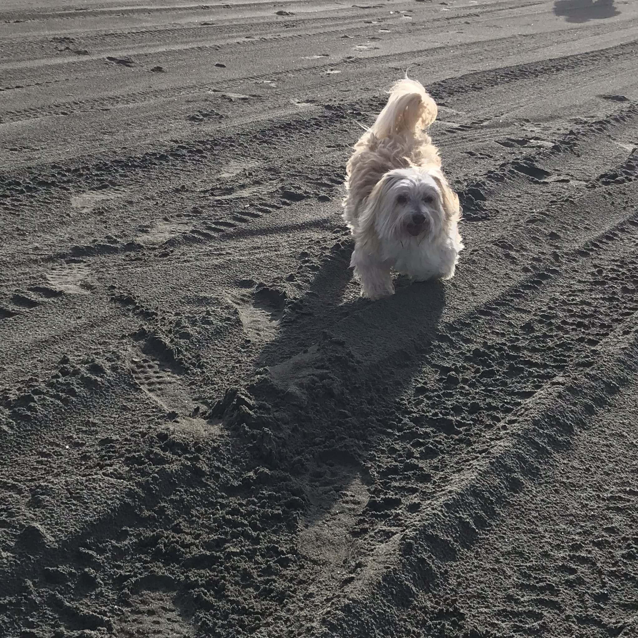 About Dolly – Cloud 9 Canine Massage